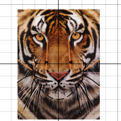 Tiger Project | Desmos
